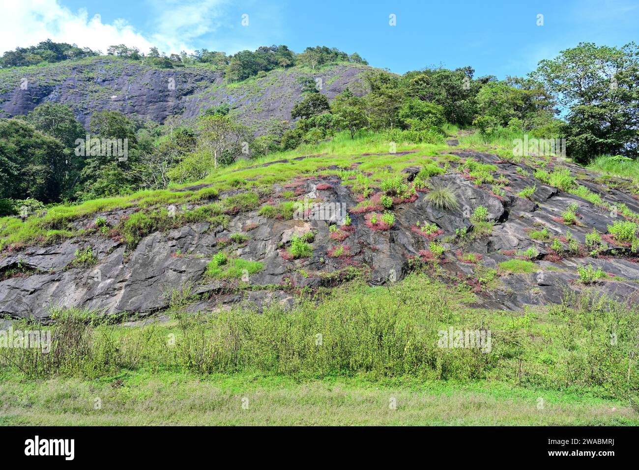 Kerala | Dark pink hued plantations seen on the middle of the rock ...
