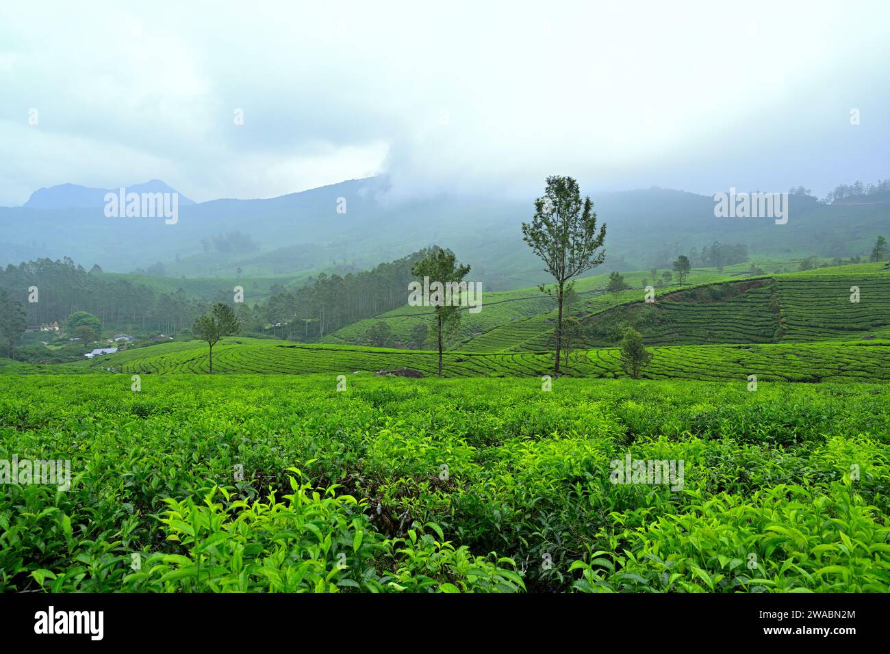Lockhart Tea Plantations, Kerala | Two trees in the middle of the tea ...