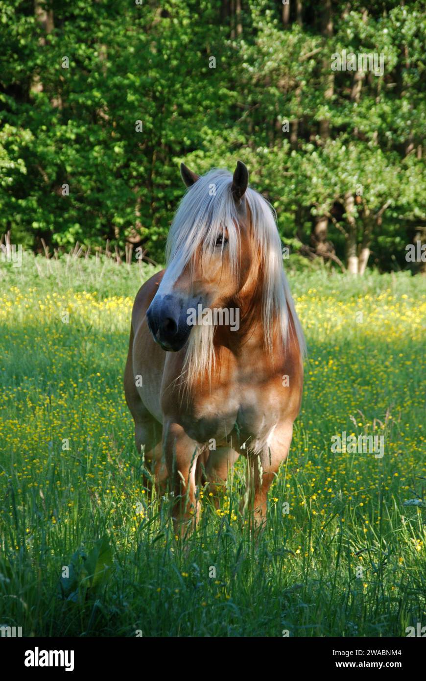 2011horse hi-res stock photography and images - Alamy