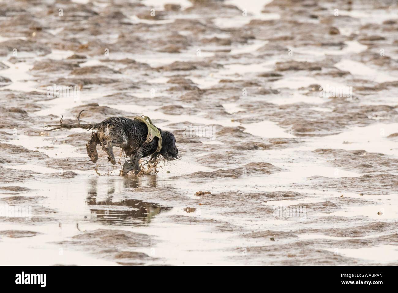 Playing in the mud hi-res stock photography and images - Alamy