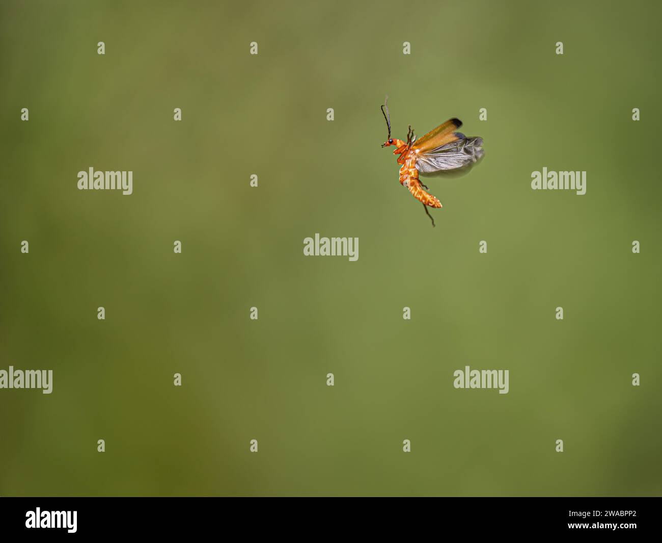 Red Soldier Beetle in Flight Stock Photo - Alamy