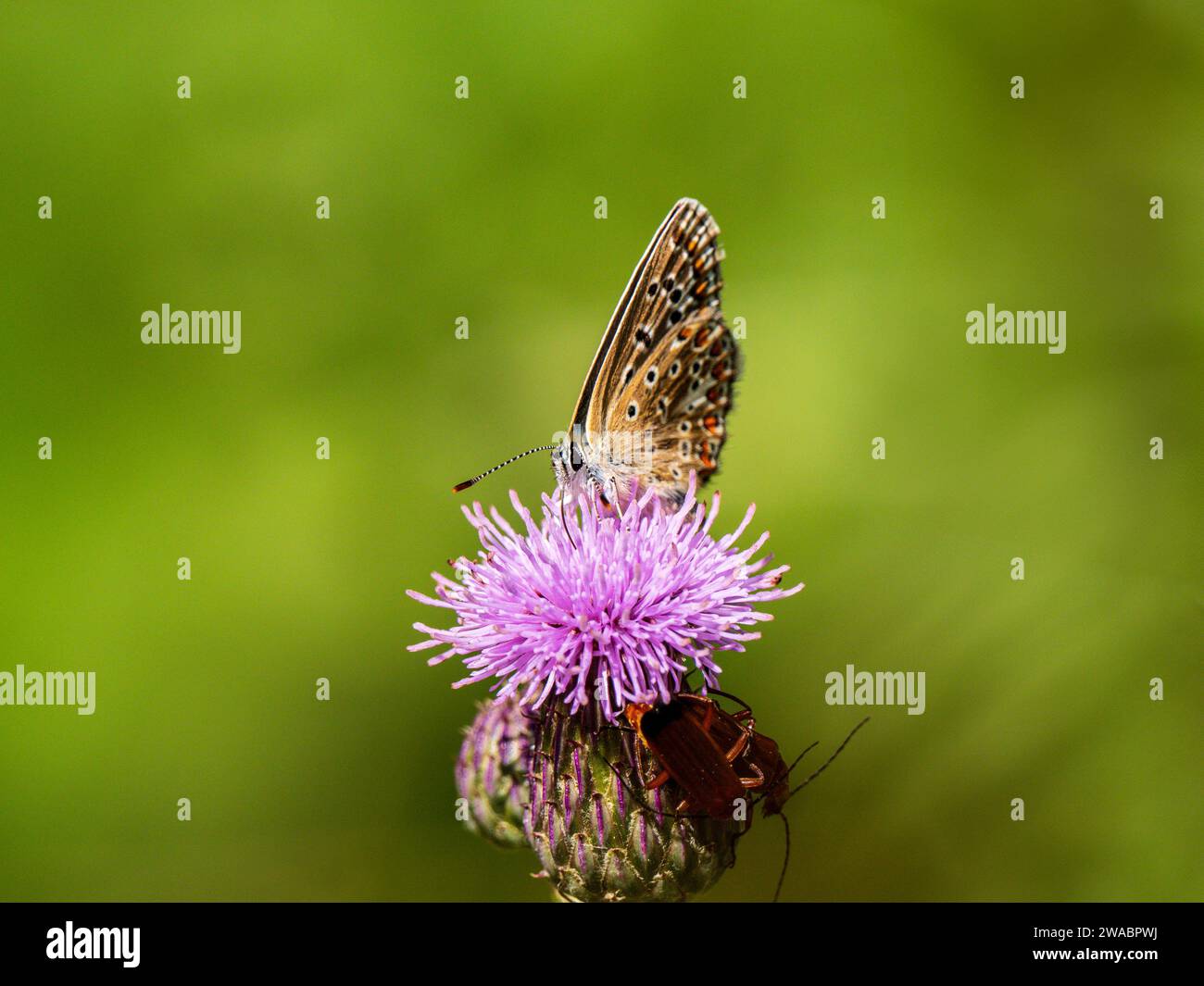 Brown Argus Feeding on Creeping Thistle Stock Photo - Alamy