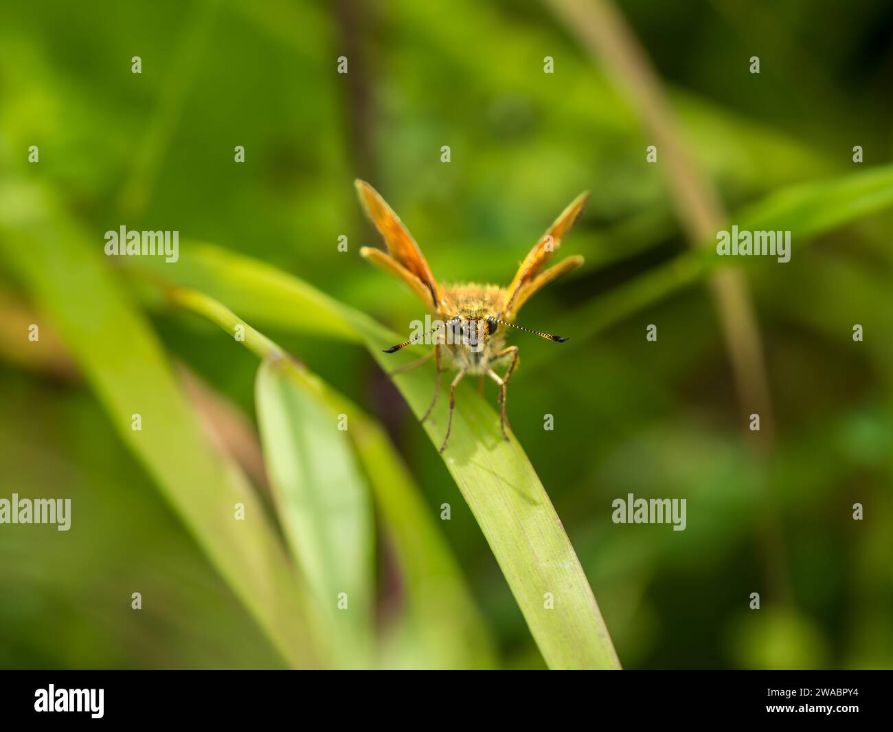 Large Skipper Butterfly. Front View Stock Photo - Alamy