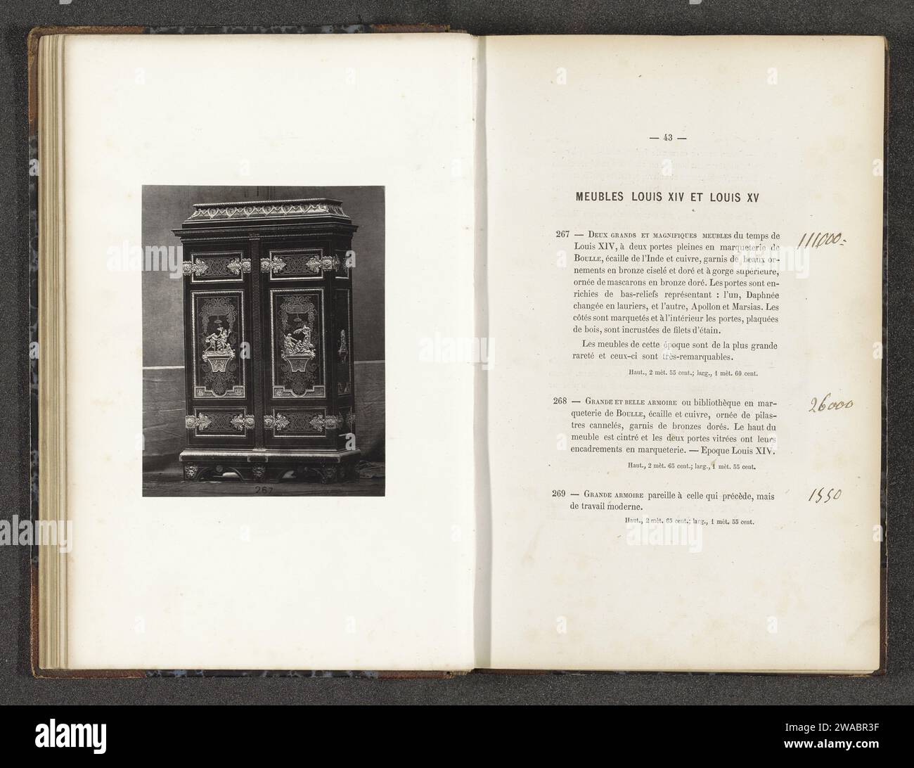 Daphne apollo laurel tree hi-res stock photography and images - Alamy