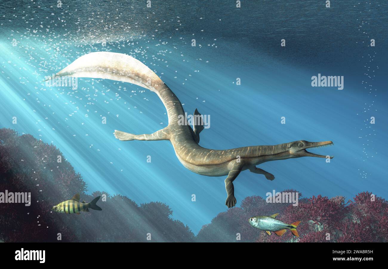 Mesosaurus is an extinct carnivorous reptile that lived during the ...