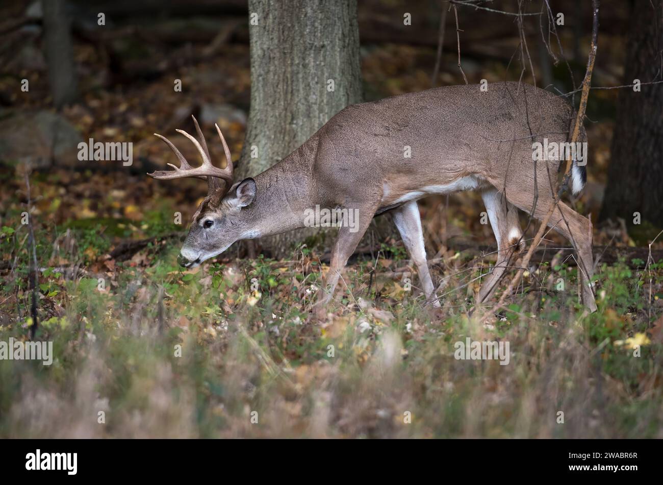 Buck whitetail deer sniffing the ground as he walks Stock Photo - Alamy