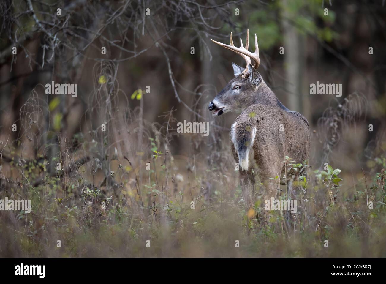 A buck whitetail deer standing and looking to the side Stock Photo - Alamy