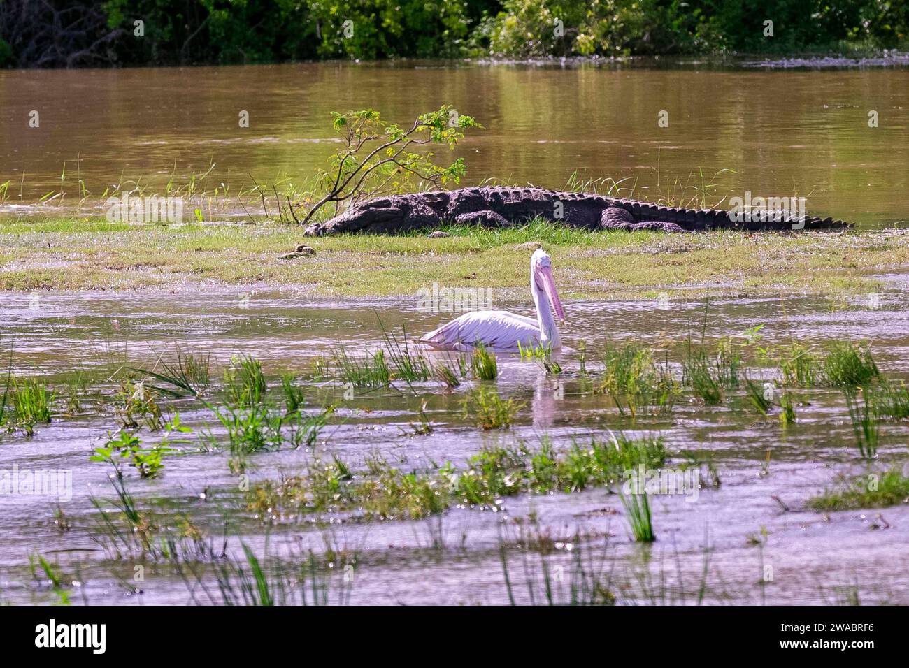 Crocodiles or true crocodiles are large semiaquatic reptiles that live ...