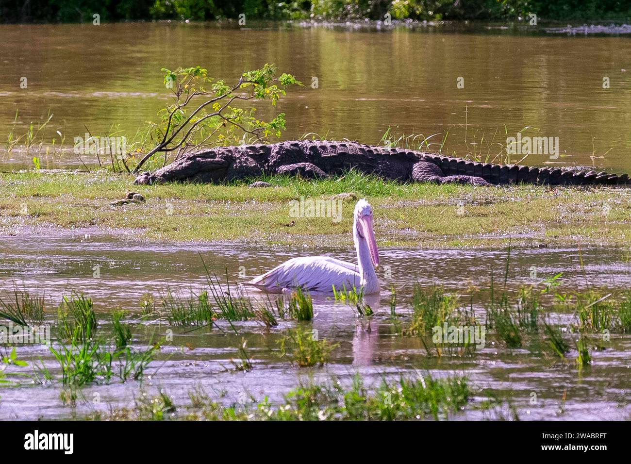 Crocodiles or true crocodiles are large semiaquatic reptiles that live ...