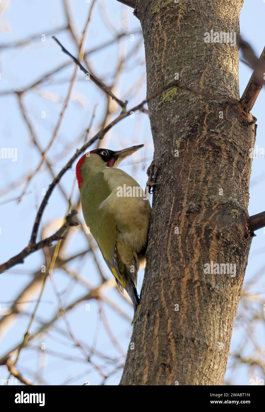 European green woodpecker, Grünspecht, Pic vert, Picus viridis, zöld ...