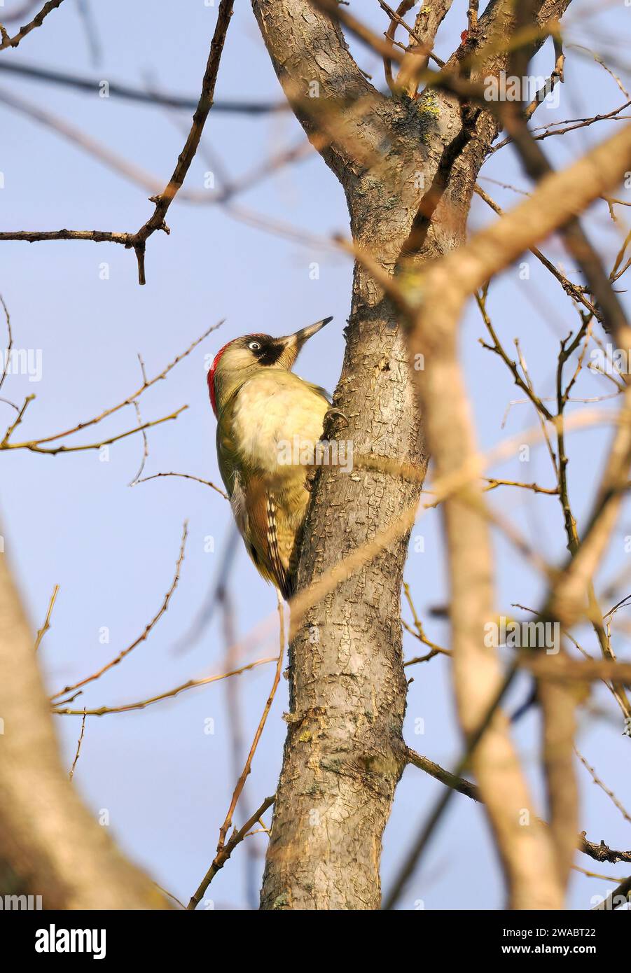 European green woodpecker, Grünspecht, Pic vert, Picus viridis, zöld ...