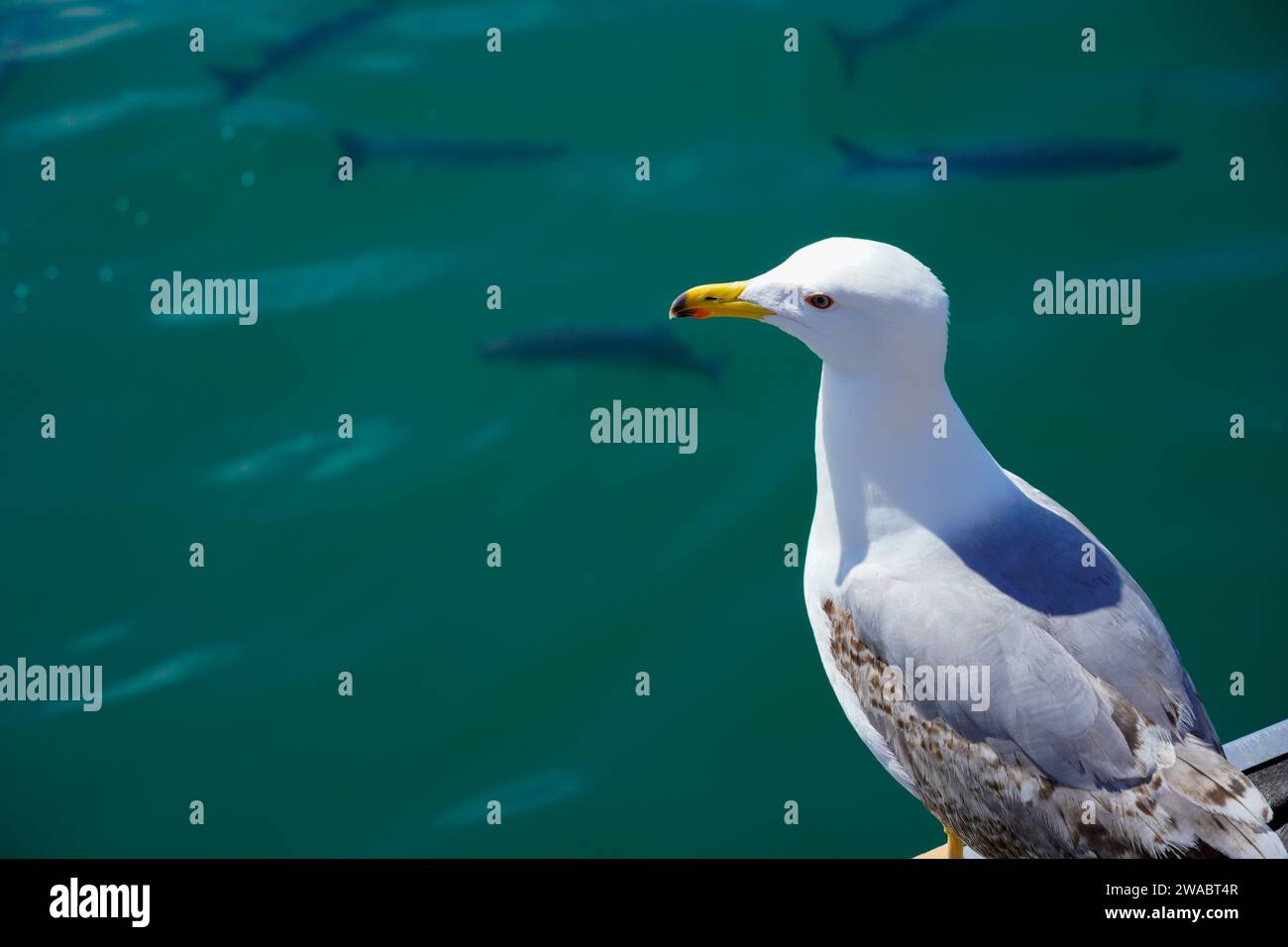 Maremagnus hi-res stock photography and images - Alamy