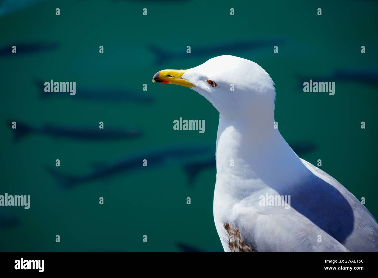 Lisa fish hi-res stock photography and images - Alamy