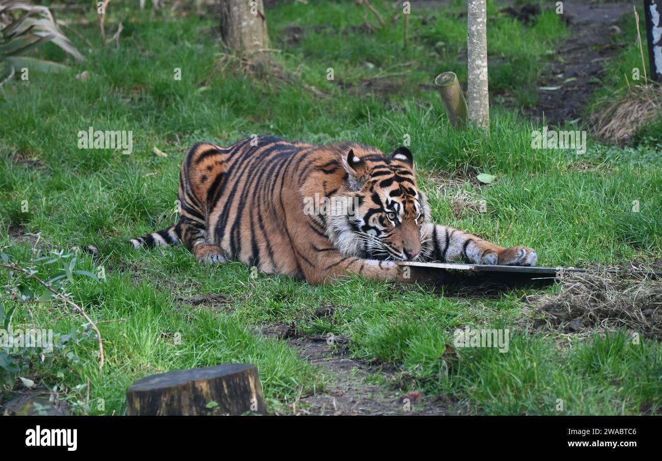 London Zoo held its annual stocktake, a mammoth task which involves ...
