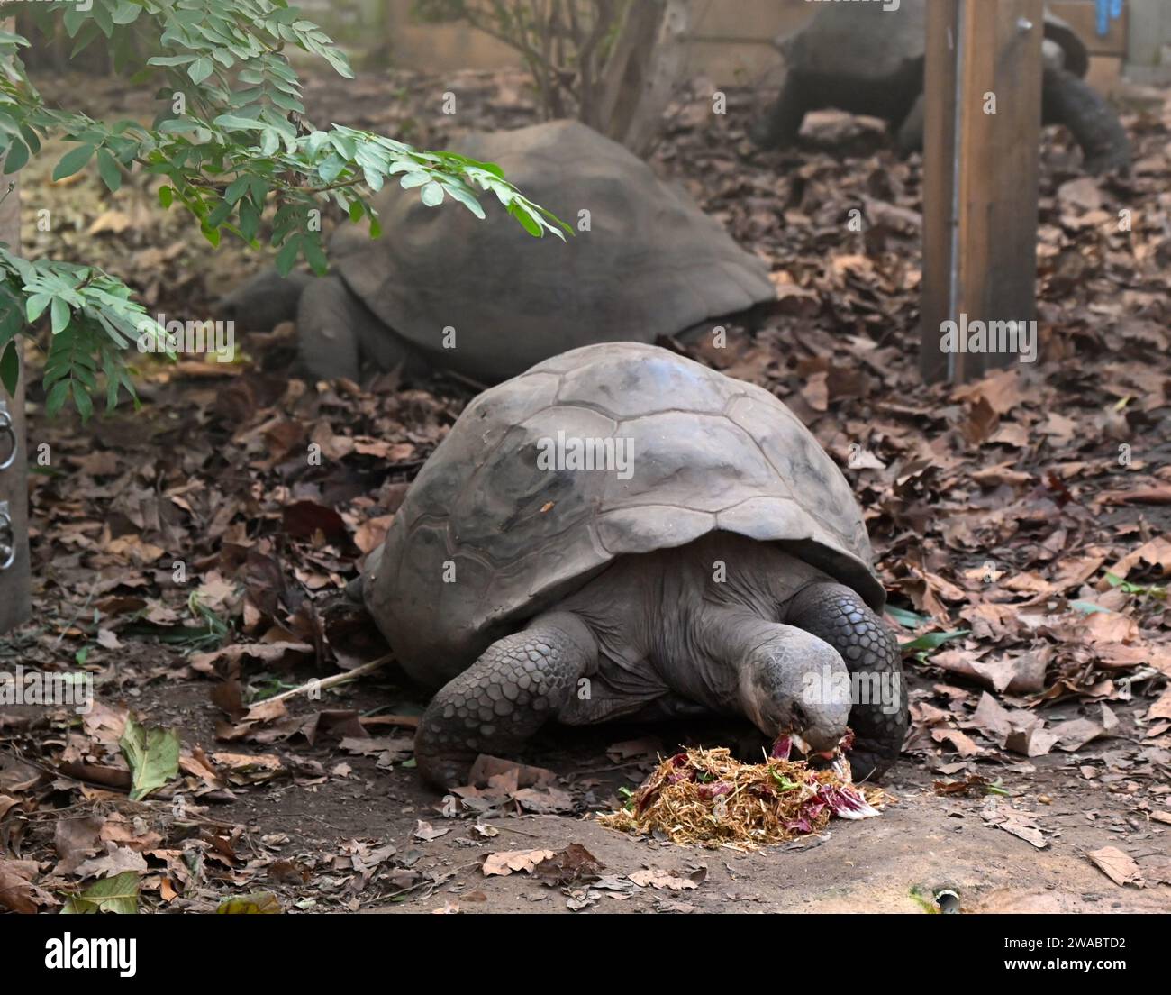 London Zoo held its annual stocktake, a mammoth task which involves ...