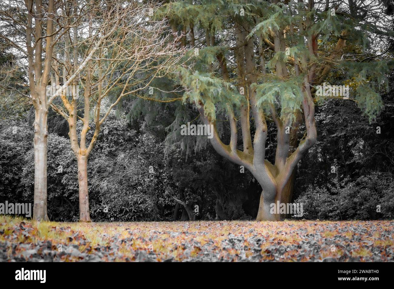 Hand shaped leaves hi-res stock photography and images - Alamy