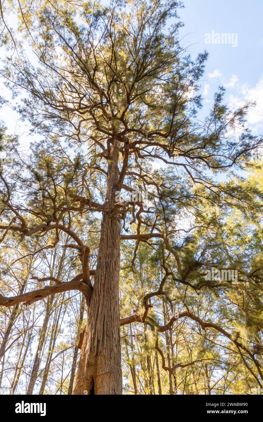 Photograph of a very tall tree in the sunshine in a large forest near a ...