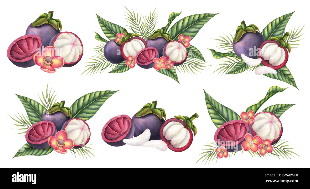 Mangosteen with palm leaves and flowers. Watercolor hand drawn set of ...