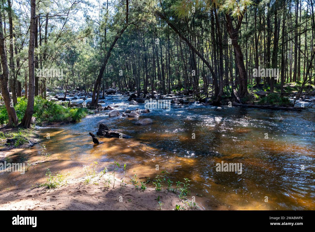 Photograph of the Coxs River flowing through a lush forest in the Blue ...