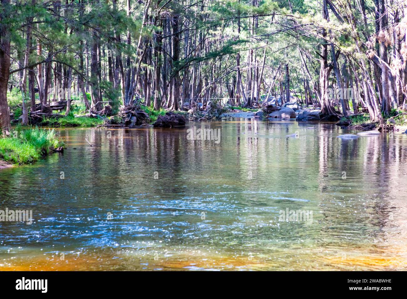 Photograph of the Coxs River flowing through a lush forest in the Blue ...