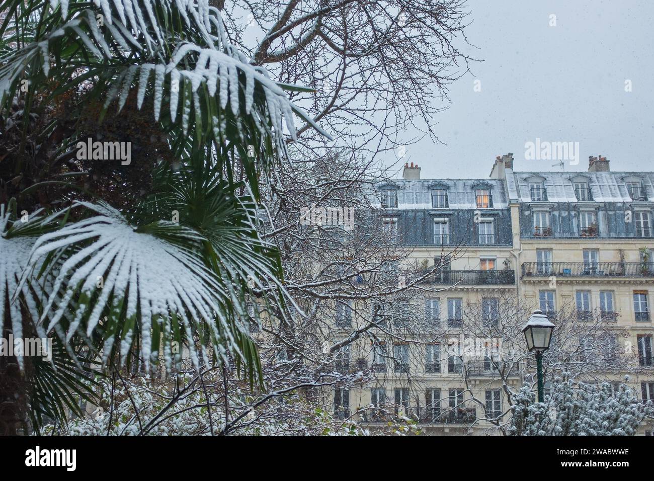 Paris, France, 2021. Snow falling on an exotic fountain palm (Livistona ...
