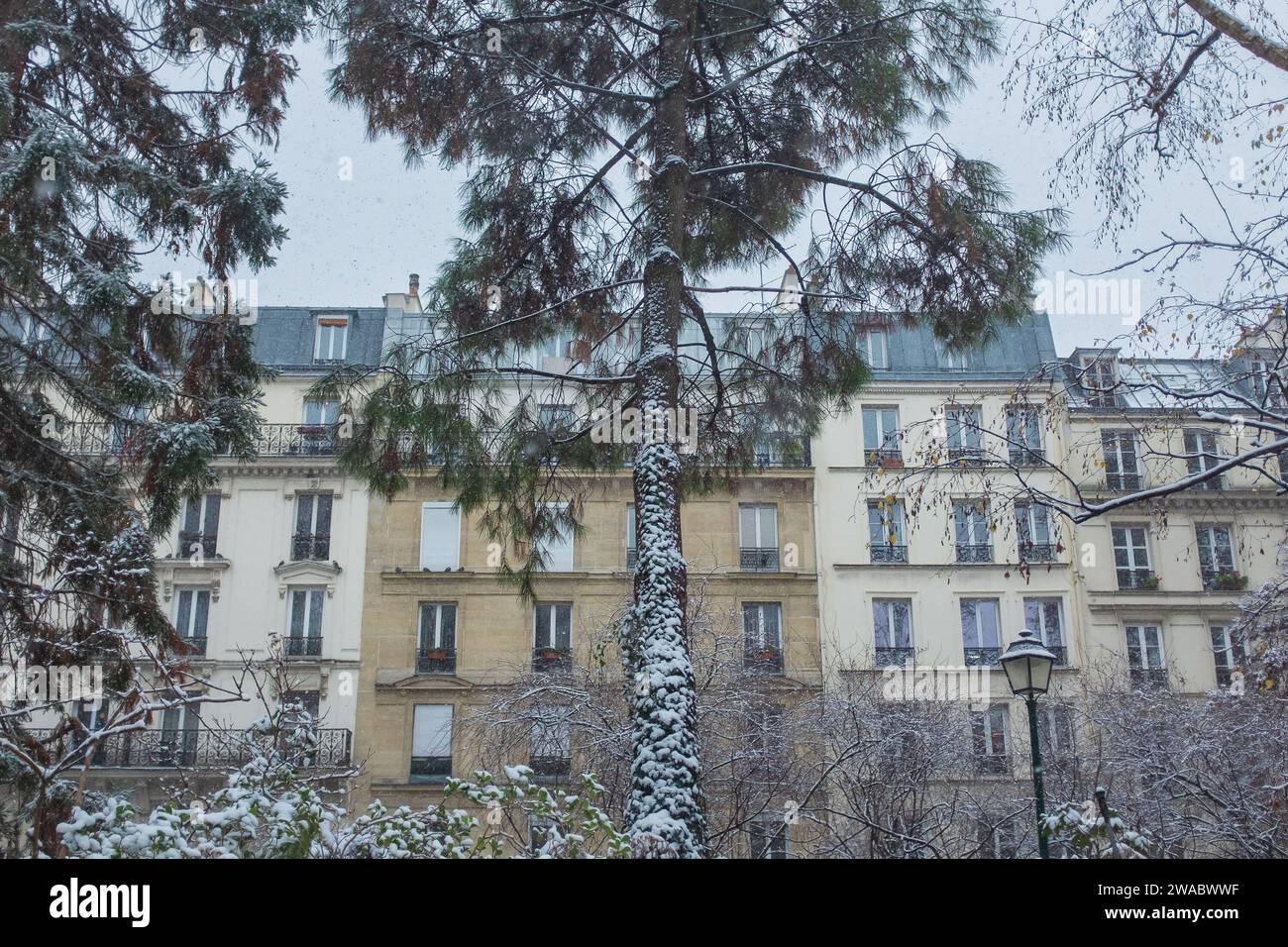 Paris, France, 2021. Snow falling on a pine tree (Pinus), with ...