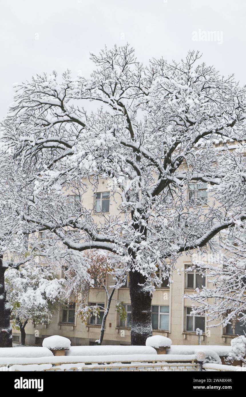 Blizzard heavy snow storm detail hi-res stock photography and images ...