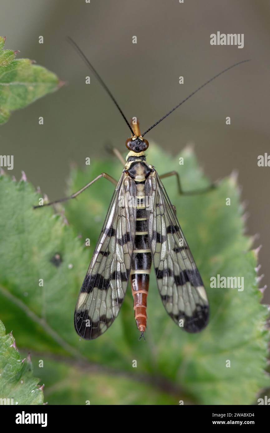 Female scorpion fly resting on nettle leaf Stock Photo - Alamy
