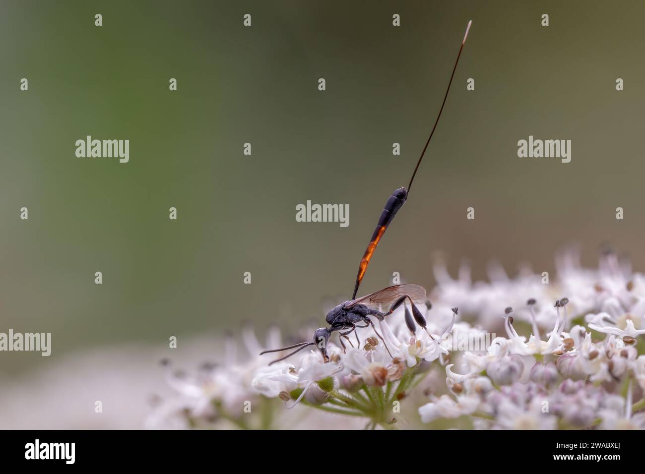 Gasteruption hi-res stock photography and images - Alamy