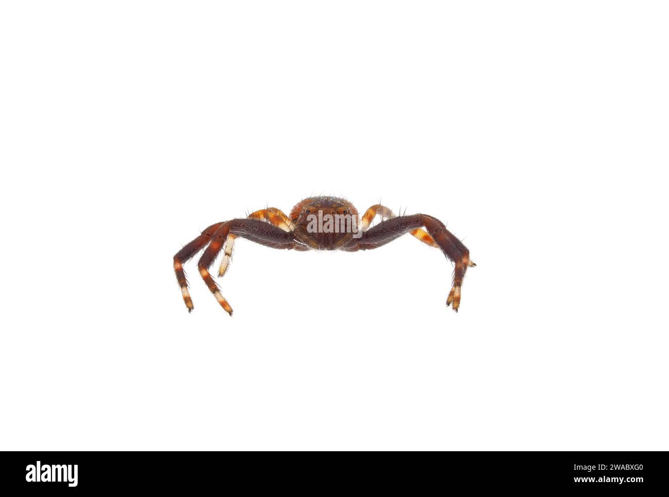 Napoleon spider isolated on white background, Synema globosum Stock ...