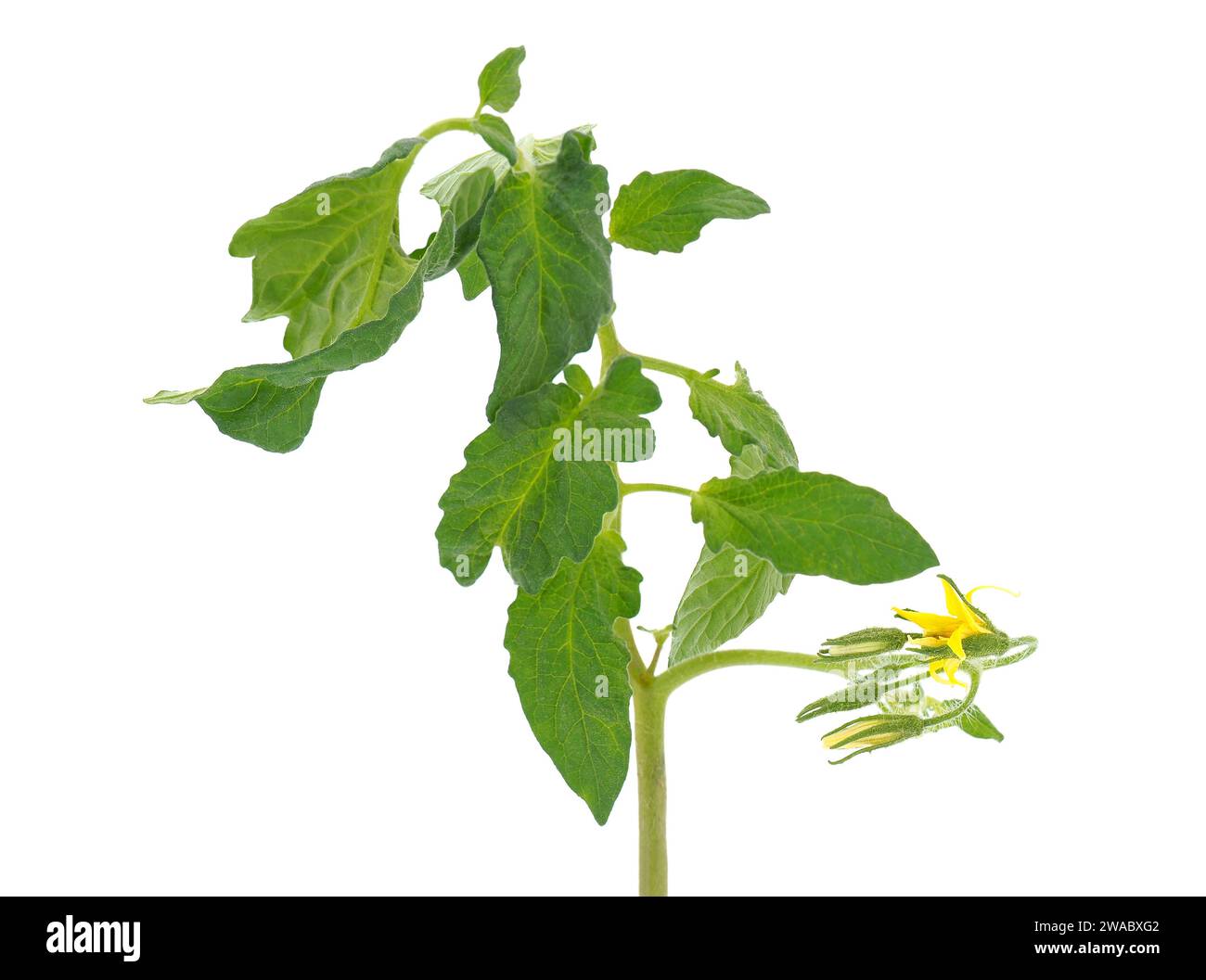 Globe tomato plant isolated on white background, Solanum lycopersicum ...