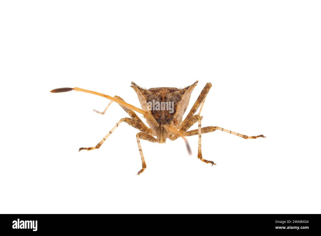 Western conifer seed bug isolated on white background, Leptoglossus ...