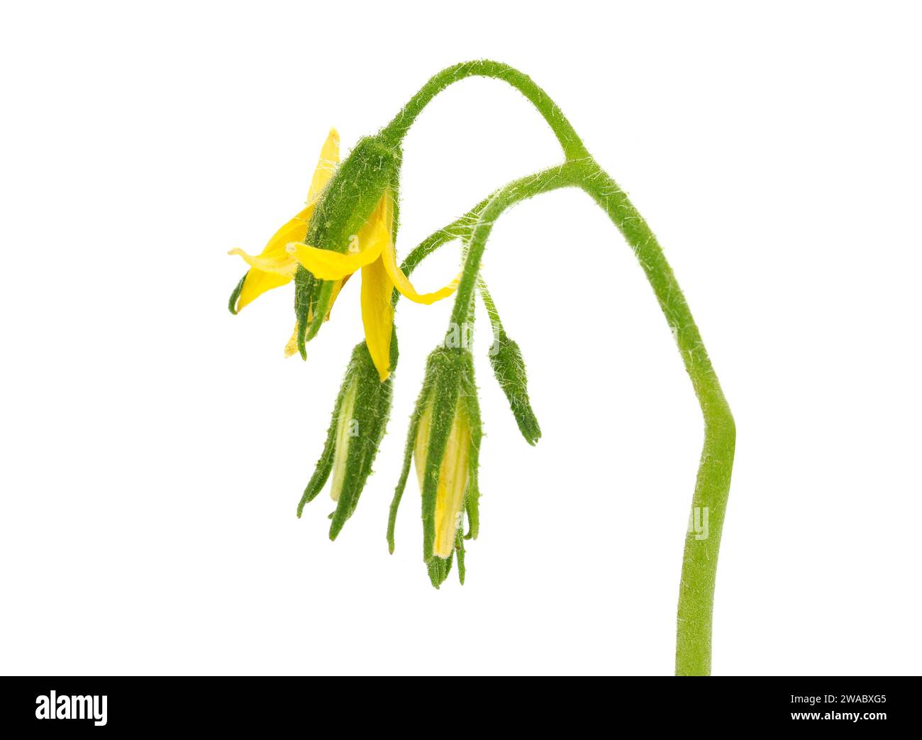 Globe tomato flowers isolated on white background, Solanum lycopersicum ...