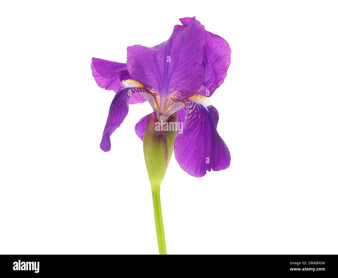 Iris flower isolated on Cut Out Stock Images & Pictures - Alamy