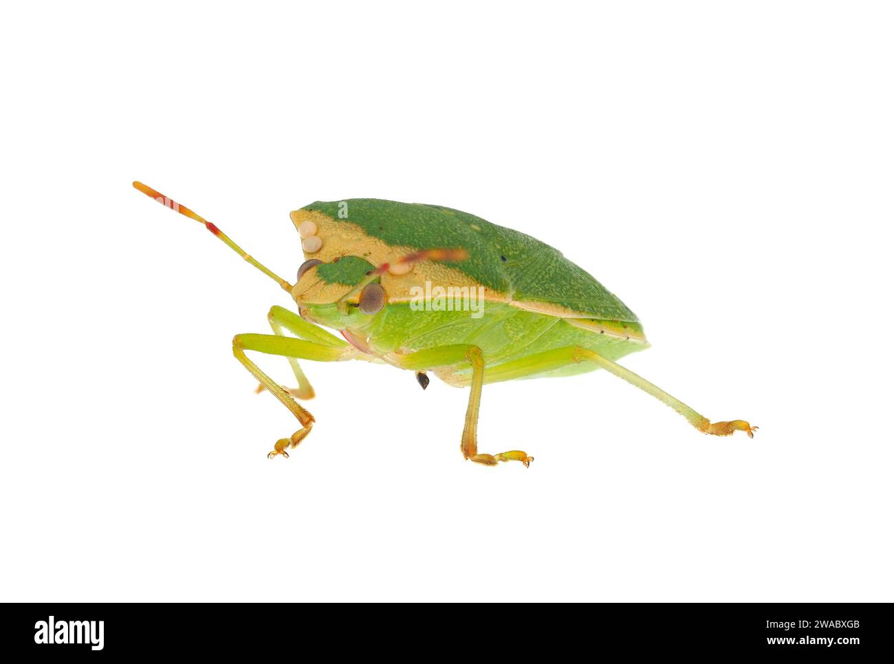 Southern green stink bug adult isolated on white background, Nezara ...