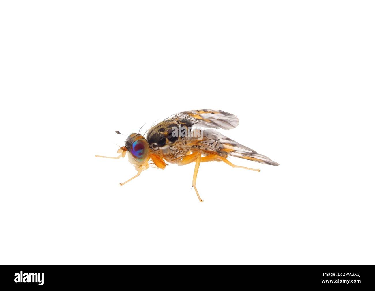 Mediterranean fruit fly isolated on white background, Ceratitis ...