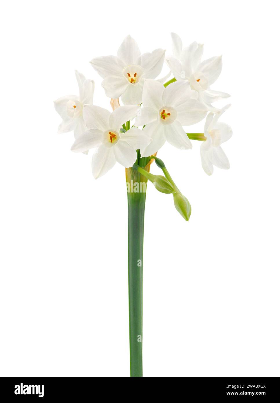 Paperwhite narcissus flowers isolated on white background, Narcissus ...