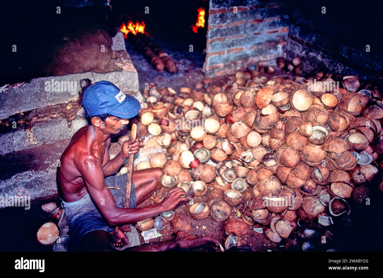 Copra from the coconut tree (Cocos nucifera) man sorting through a heap ...