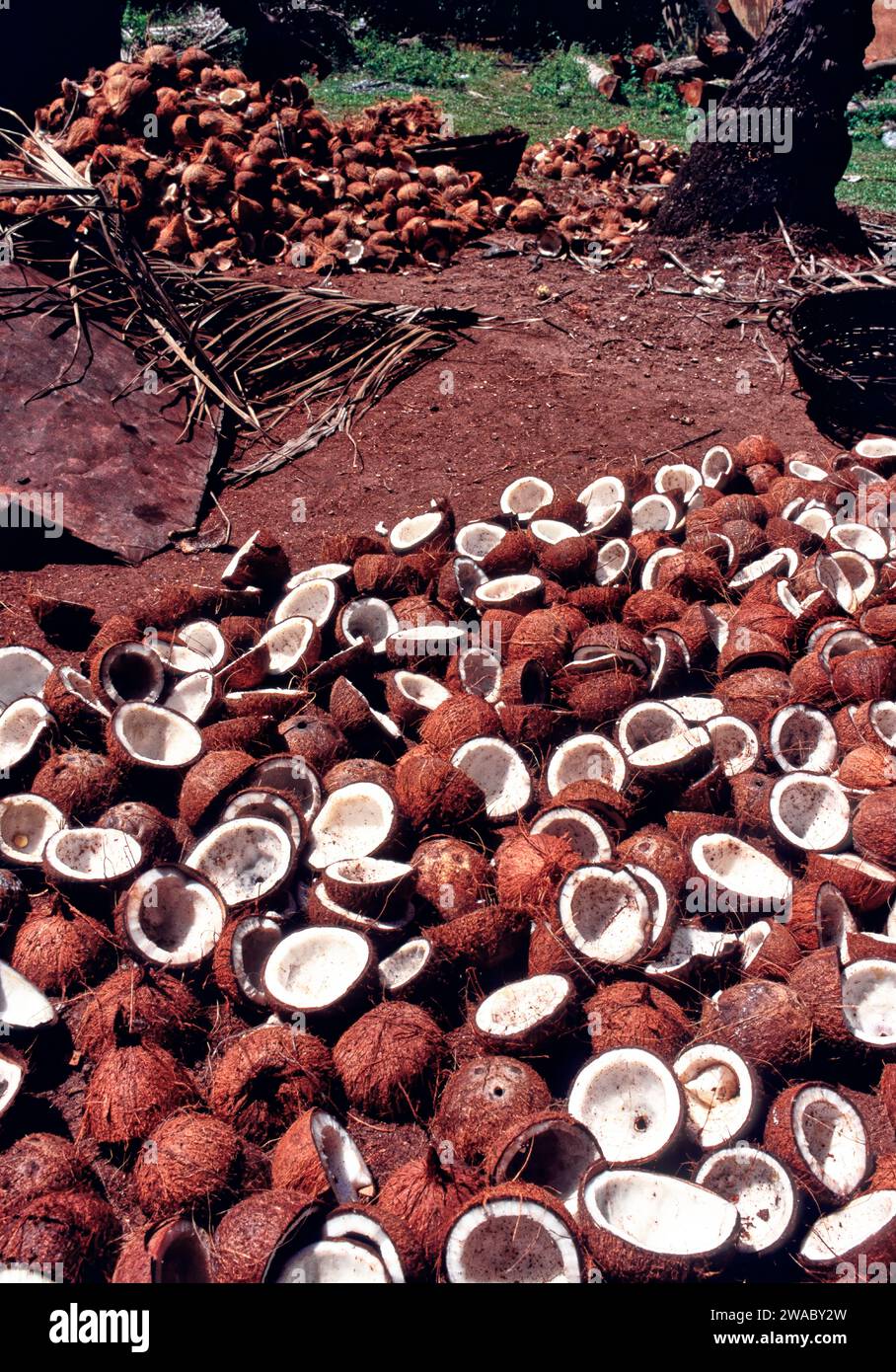 Copra from the coconut tree (Cocos nucifera) Sri Lanka coconuts split ... Copra from the coconut tree (Cocos nucifera) Sri Lanka coconuts split ...