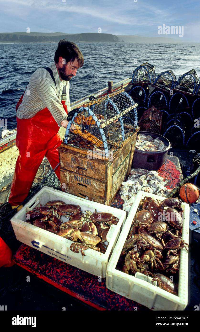 Crab fisherman on board the boat and sorting the catch Moray Coast ...