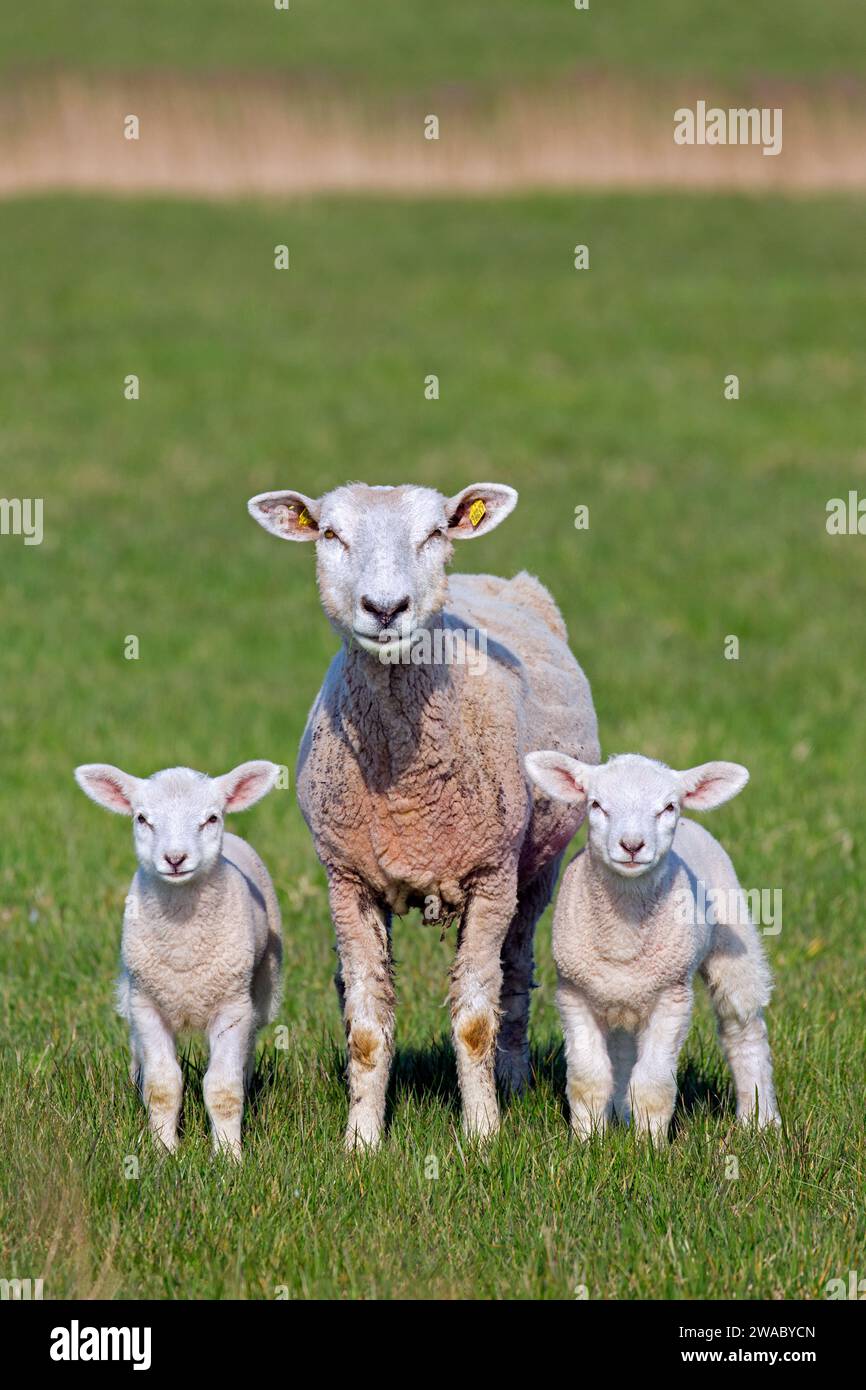 Domestic sheep ewe with twin white lambs in meadow / field in spring ...