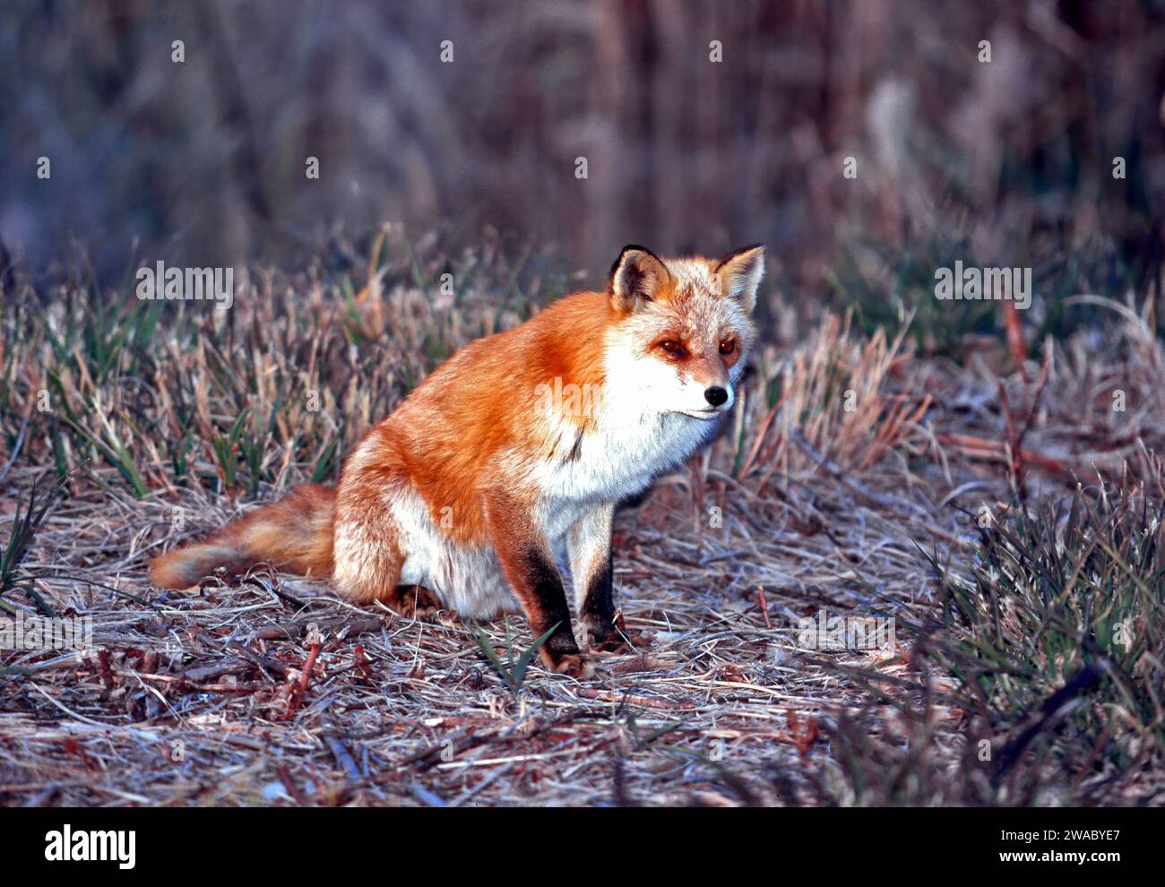 Vulpes red fox northern hi-res stock photography and images - Alamy