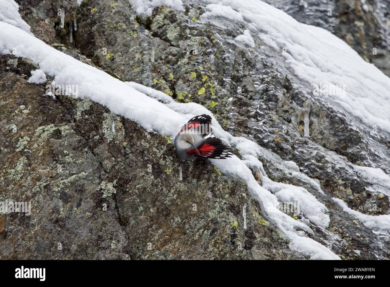 European wallcreeper (Tichodroma muraria) female in non-breeding ...