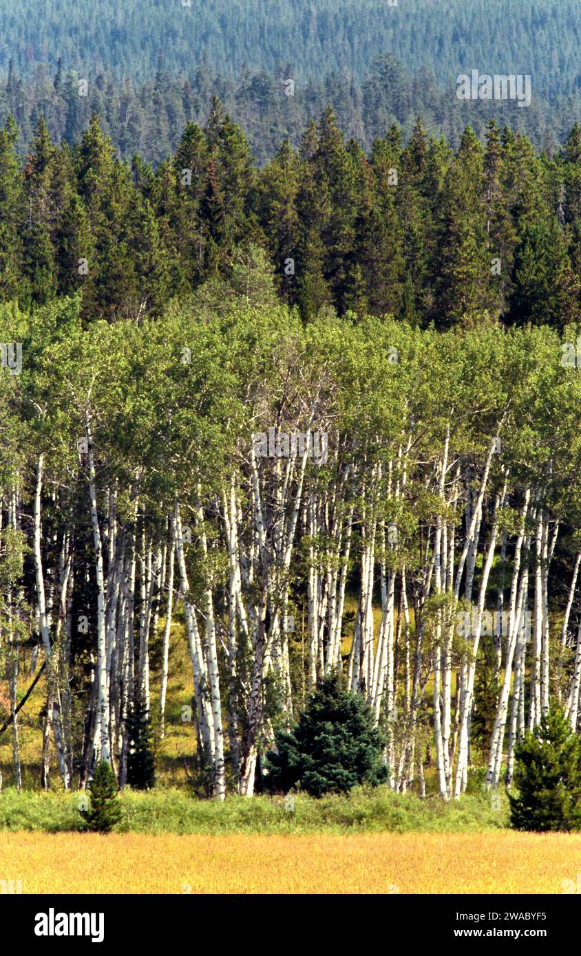 Quaking Aspen trees Populus tremuloides in summer Wyoming Stock Photo ...
