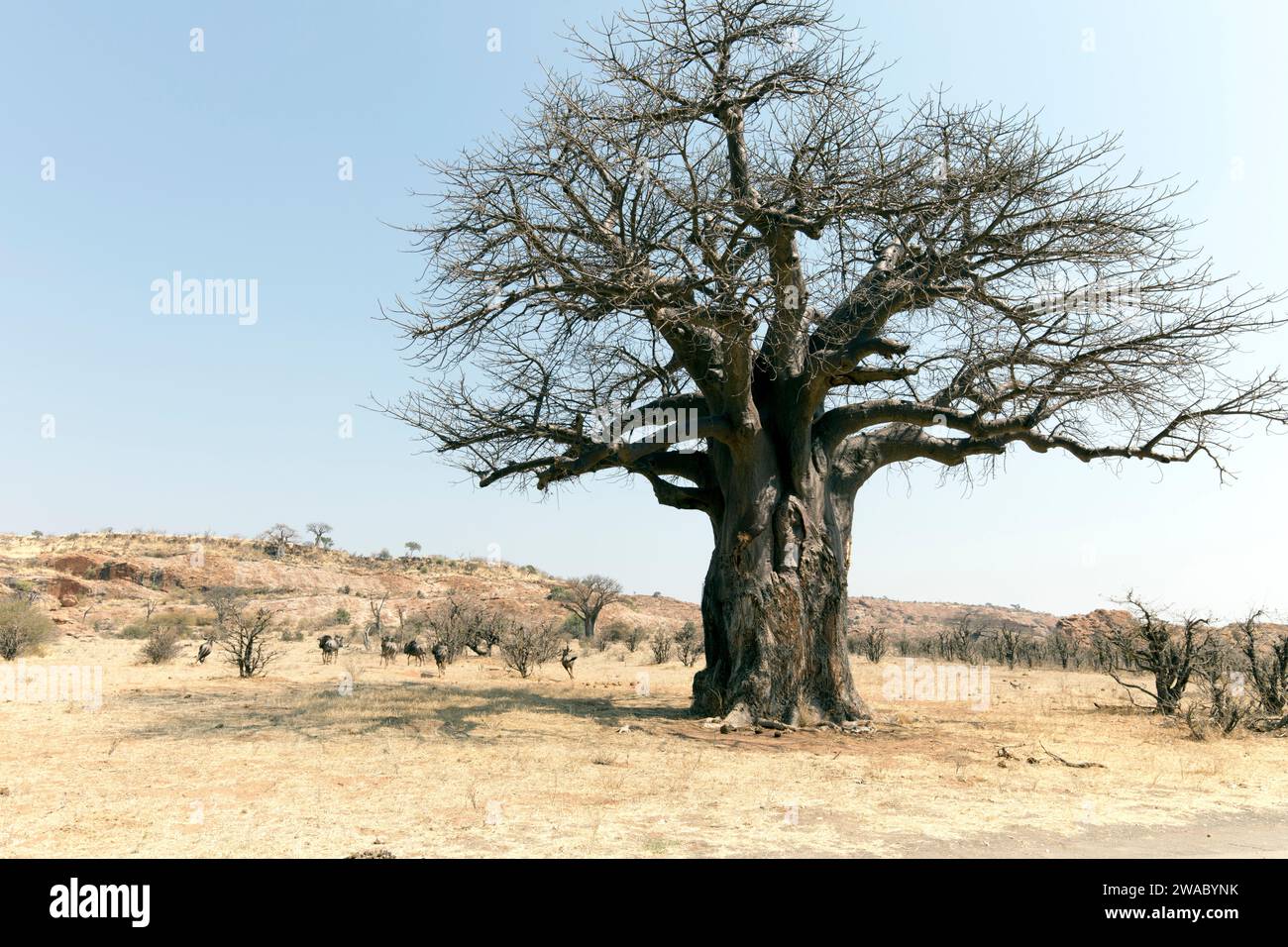A photo of Baobab tree in South Africa Stock Photo - Alamy