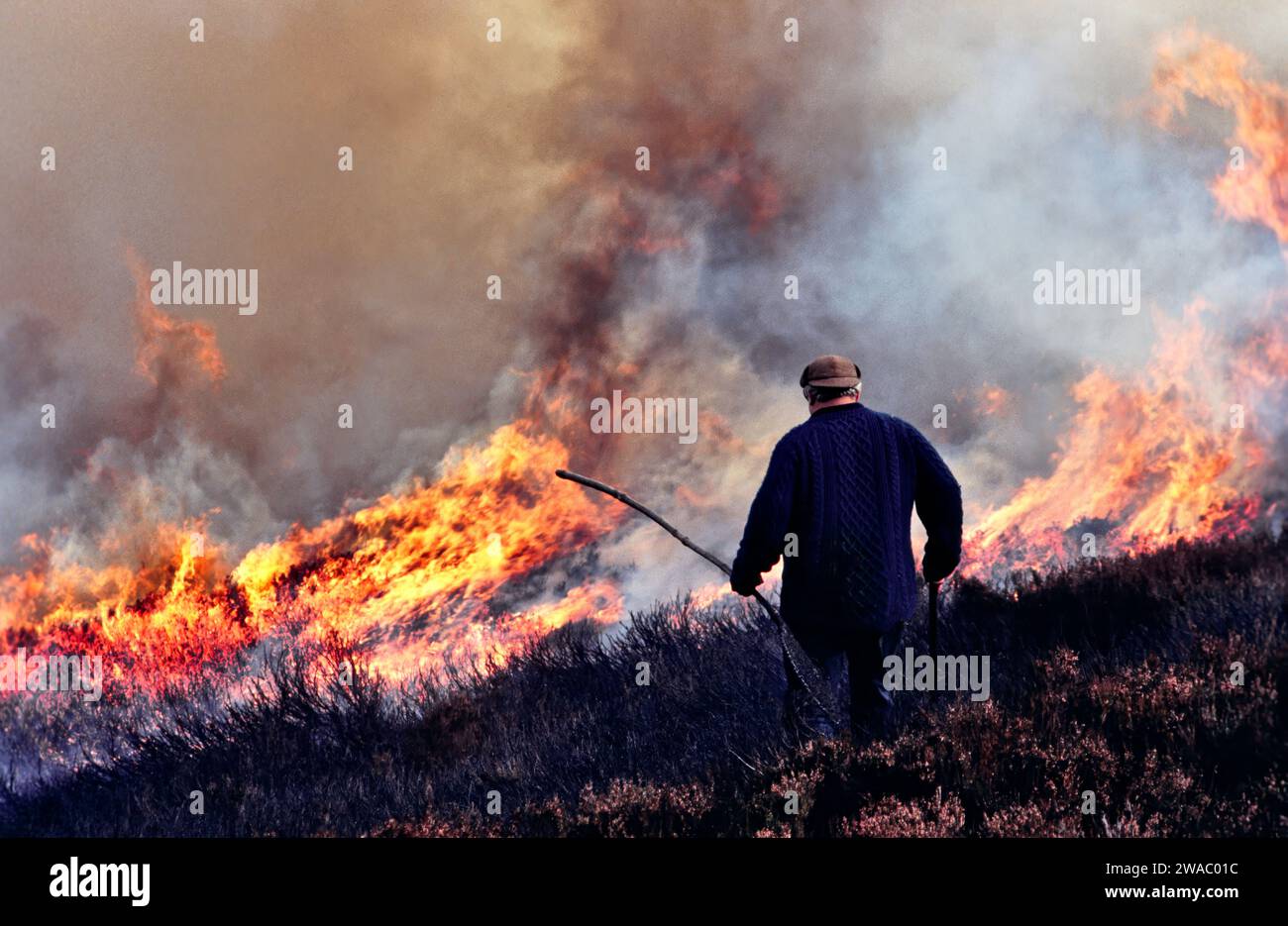 Traditional heather burning on grouse moors in Scotland a wall of ...
