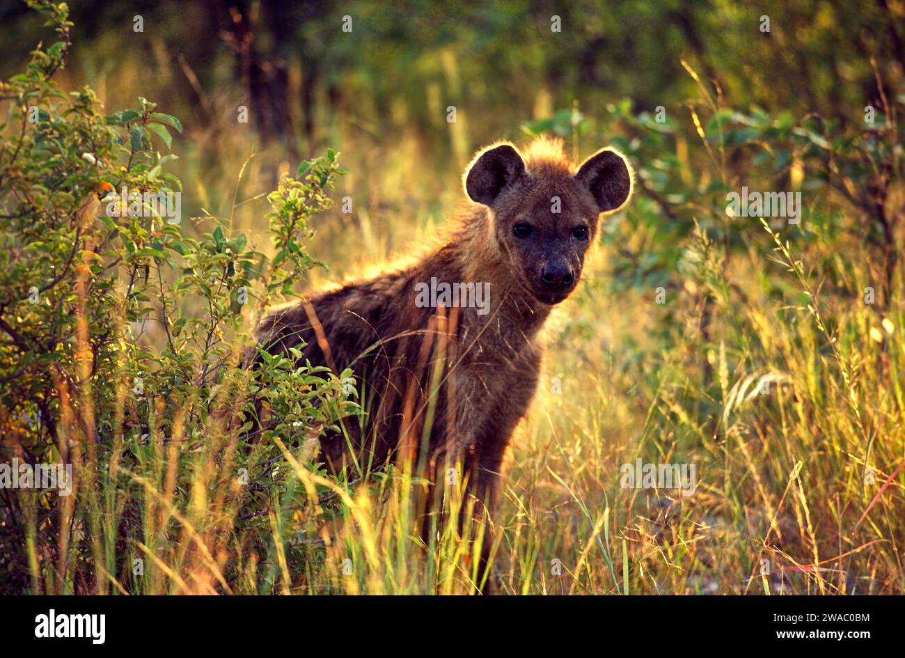 Spotted hyaena etosha national hi-res stock photography and images - Alamy