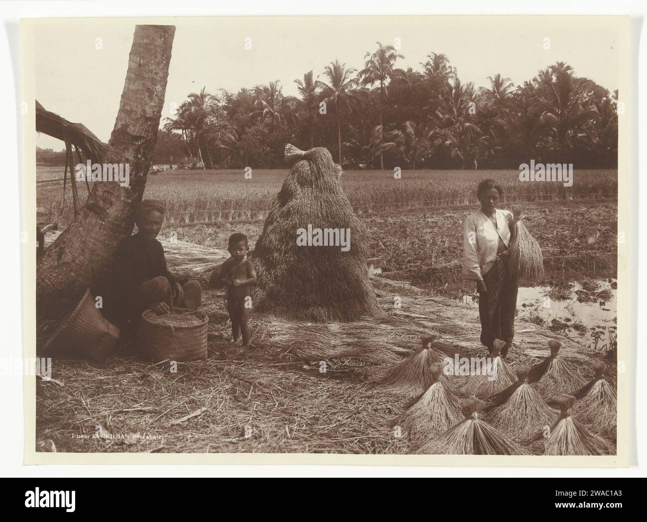 Drying of rice plants, former Dutch East Indies, c. 1890 - c. 1911 ...