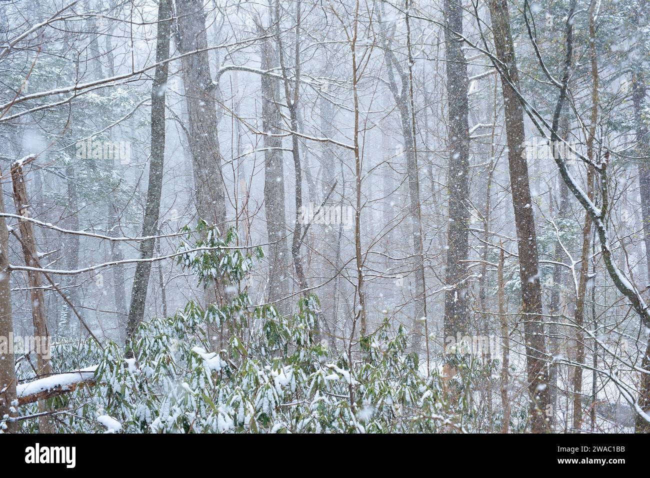 Springtime snowfall along the Grotto Falls Trail, Great Smoky Mountains ...