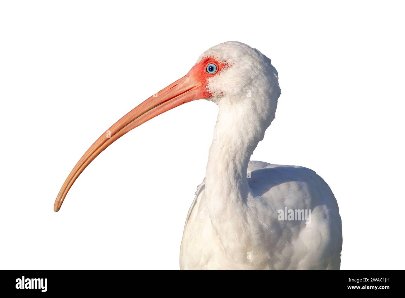 cut out image of American white ibis, Eudocimus albus, showing close up ...